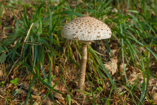 Parasol Mushroom Look Alikes