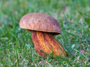 A Guide to the Most Delicious Edible Boletus Mushrooms
