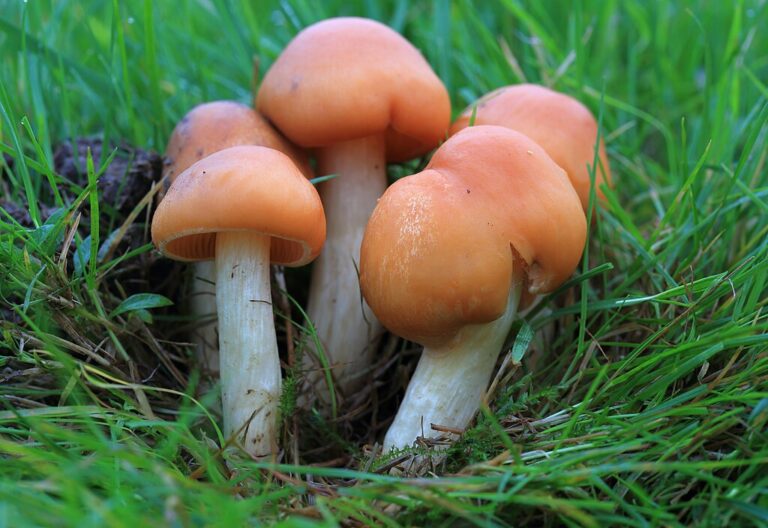 Winter Mushrooms - Overview of Popular Edible Winter Mushrooms