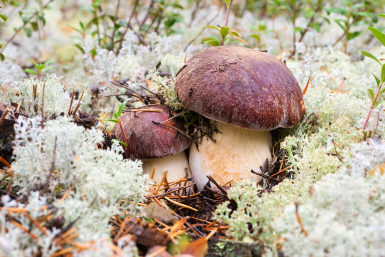 Basic Mushroom Anatomy for Beginners - Parts of a Mushroom