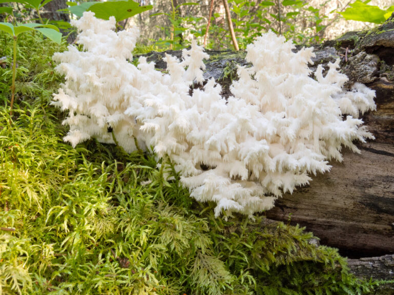 Bear's Head Tooth: Key Features for Proper Identification